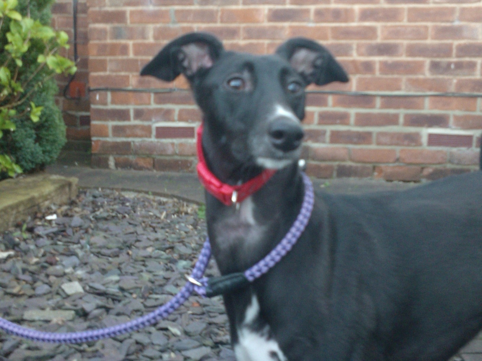 Greyhounds Looking for homes | GRACE