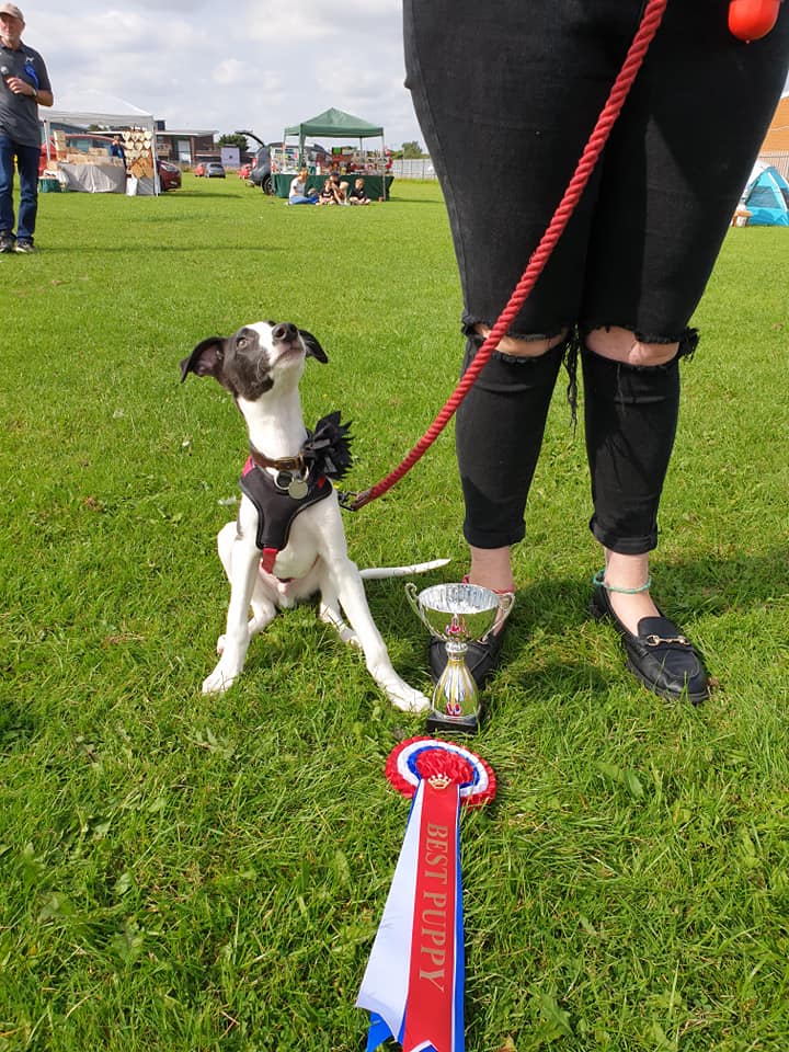 GRACE show is a ‘greyt’ success | G.R.A.C.E