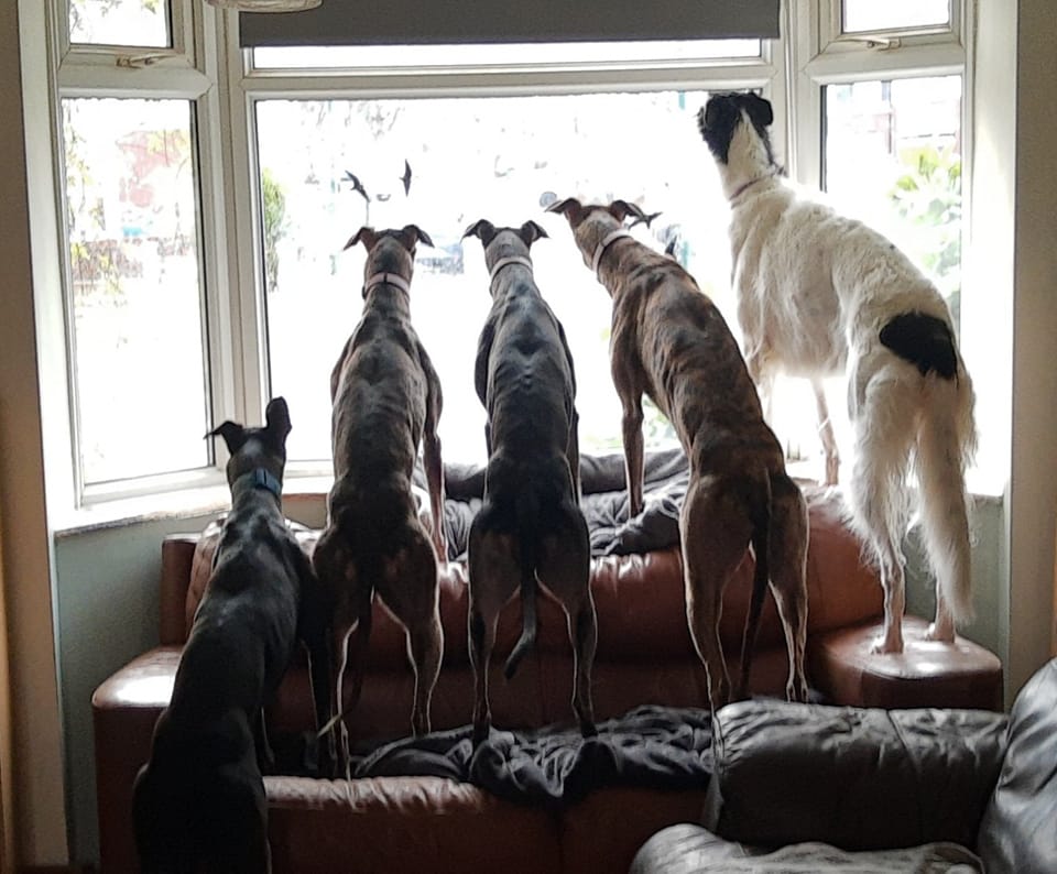 Just a normal day at GRACE HQ! | G.R.A.C.E