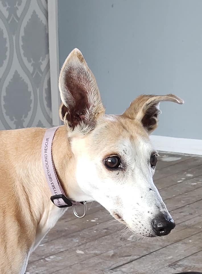 Fingers and paws crossed for Sophie | G.R.A.C.E