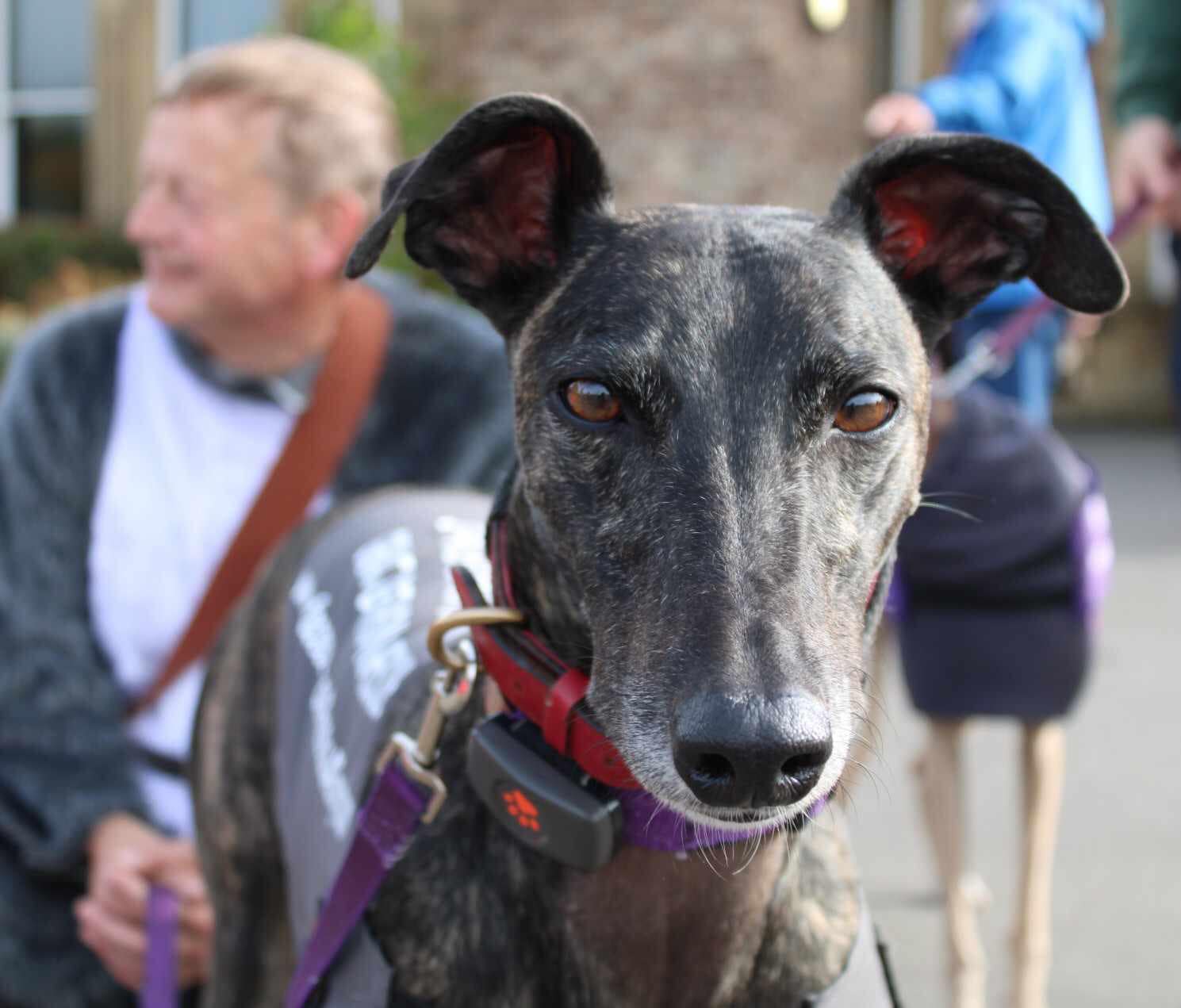 Thank you for supporting the Great Global Greyhound Walk 2024! | G.R.A.C.E